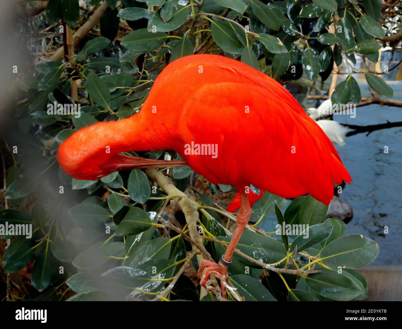 High angle shot of an Ibis bird perched on a tree branch Stock Photo ...