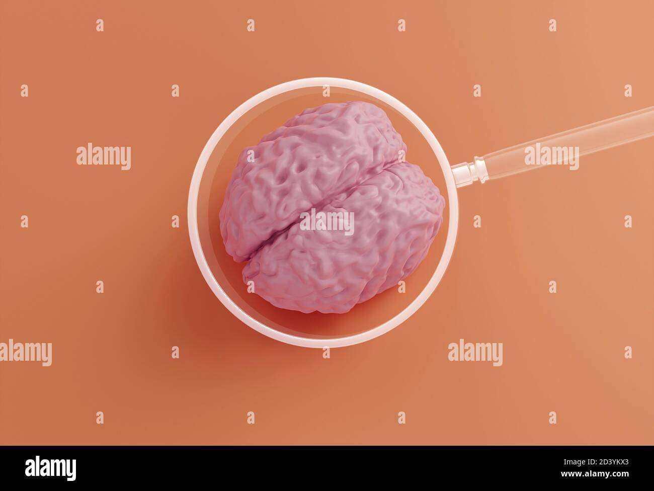 human pink brain model and magnifying glass on orange background, human ...