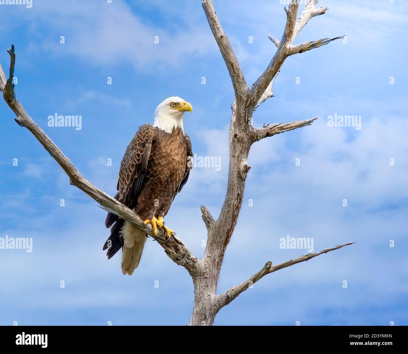 A Bald Eagle perches in the branches of a snag in the Florida ...