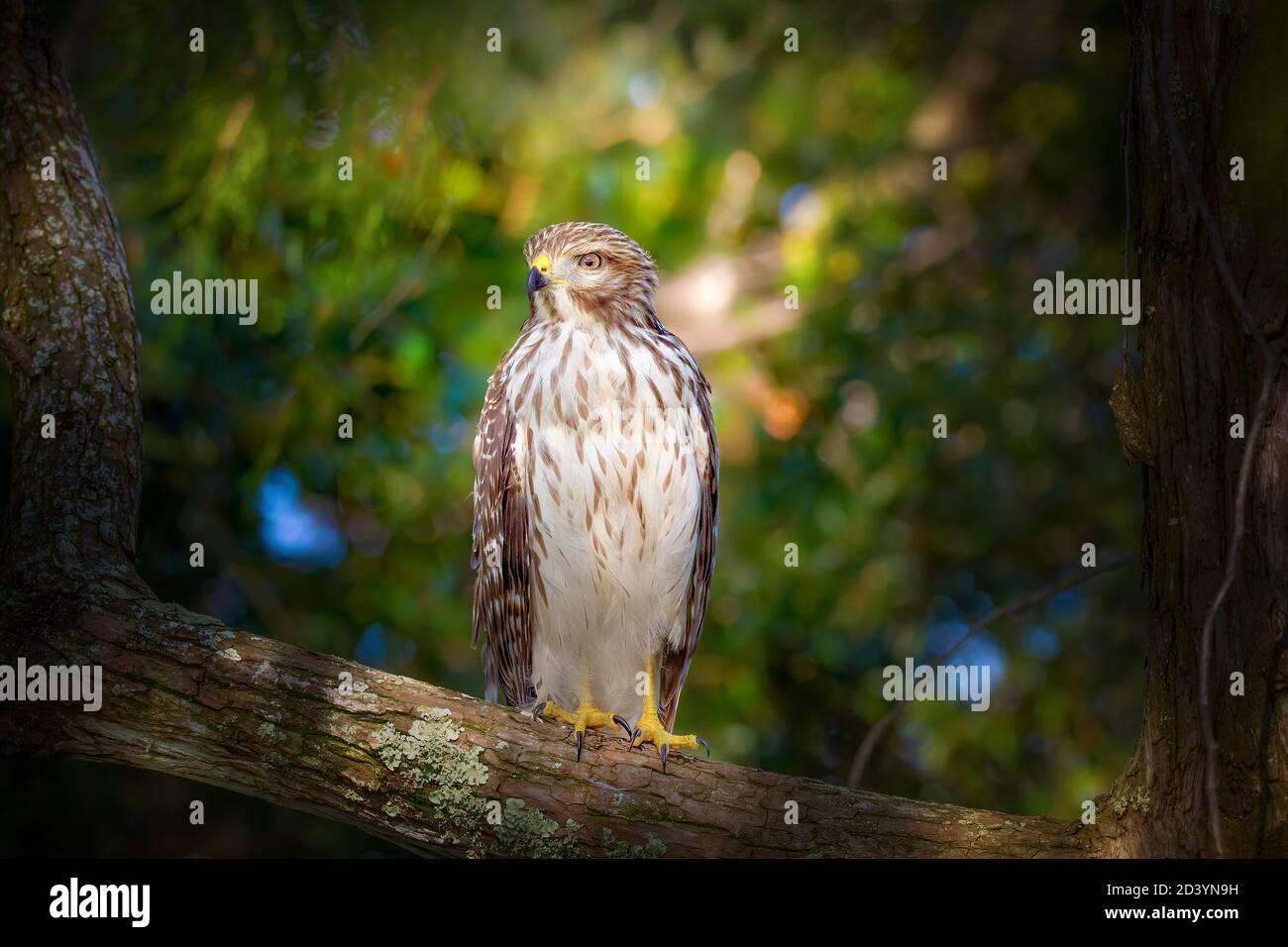 A juvenile Red Shouldered Hawk perches in a tree at sunset in the ...
