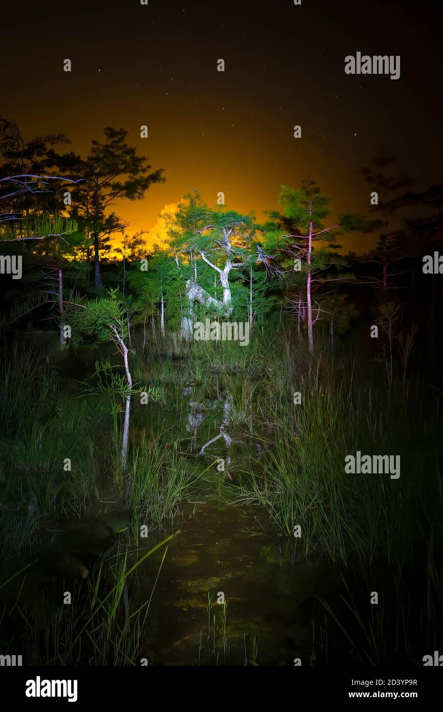 The unique "Z Tree" in Everglades National Park looks even more ...