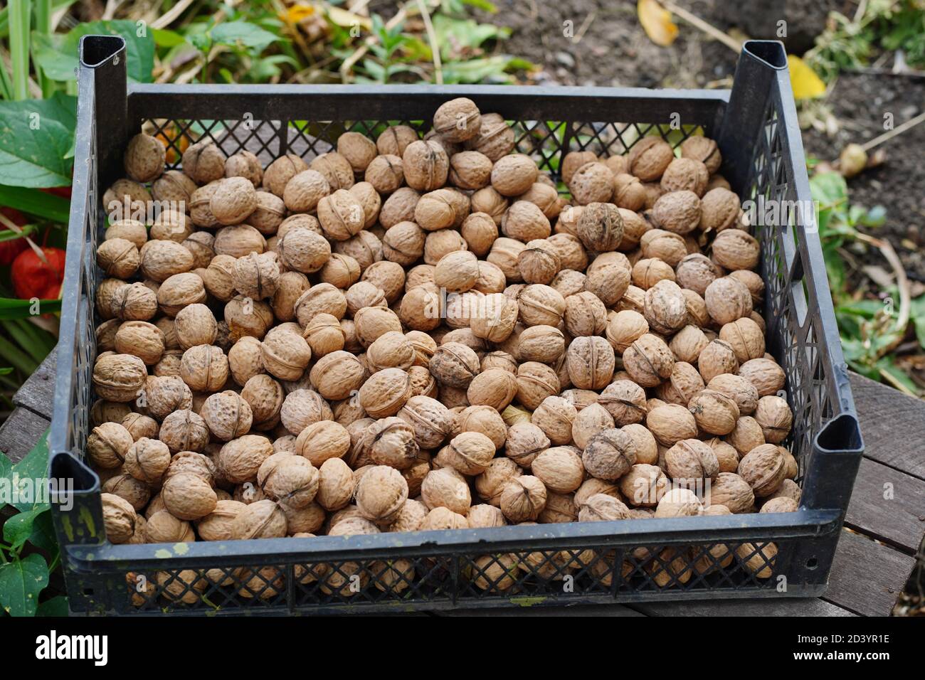 Pile of nuts hi-res stock photography and images - Alamy