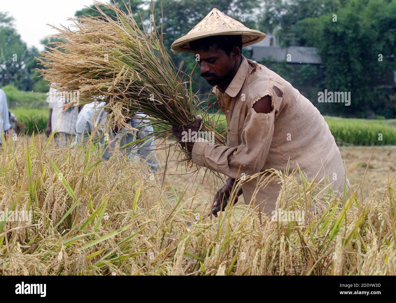 Bangladesh Rice Field High Resolution Stock Photography and Images - Alamy