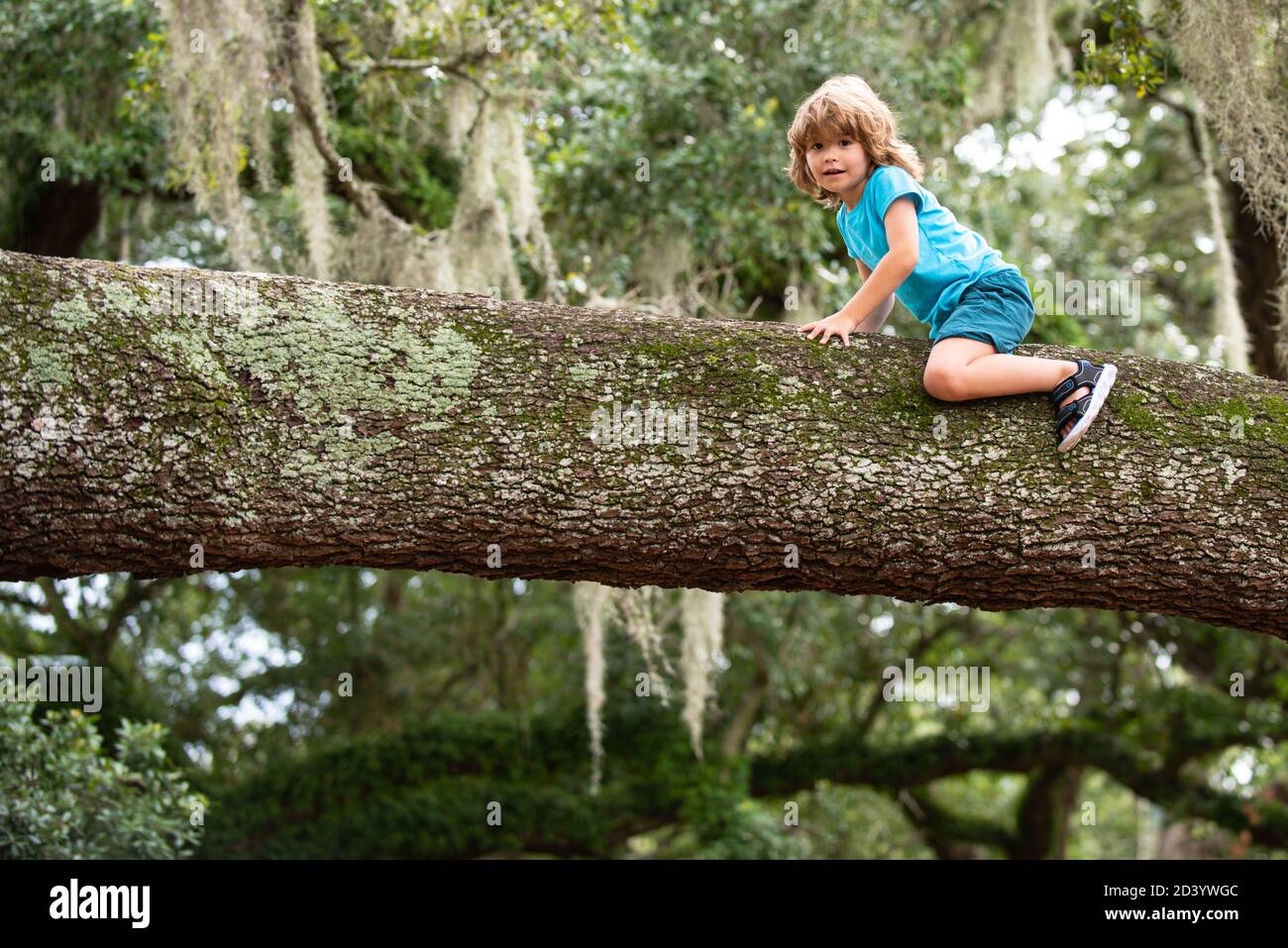 Boy Child climbing high tree in the forrest Stock Photo - Alamy