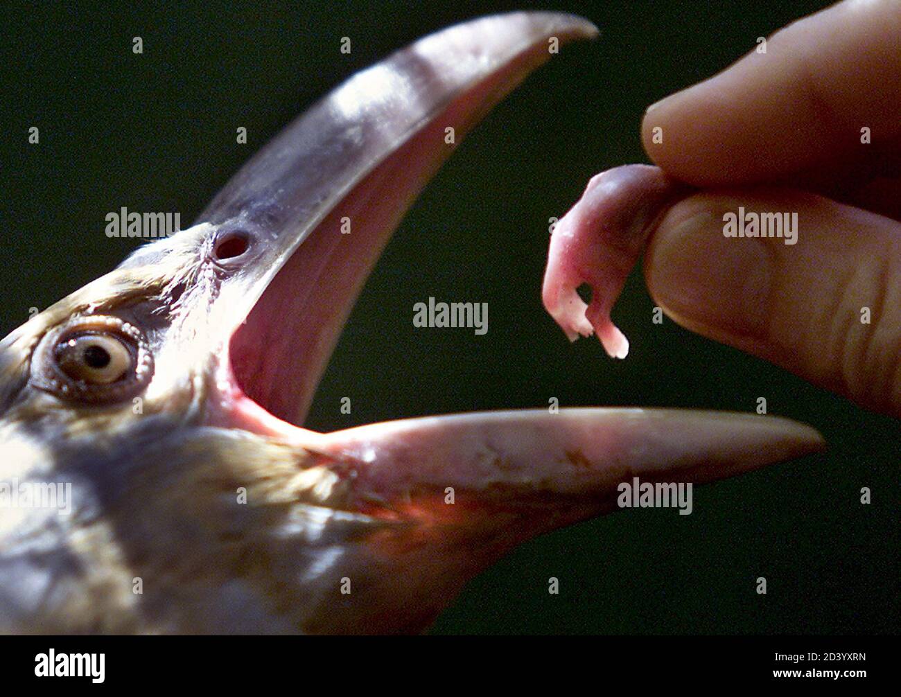 Baby cuckoo bird in nest hi-res stock photography and images - Alamy