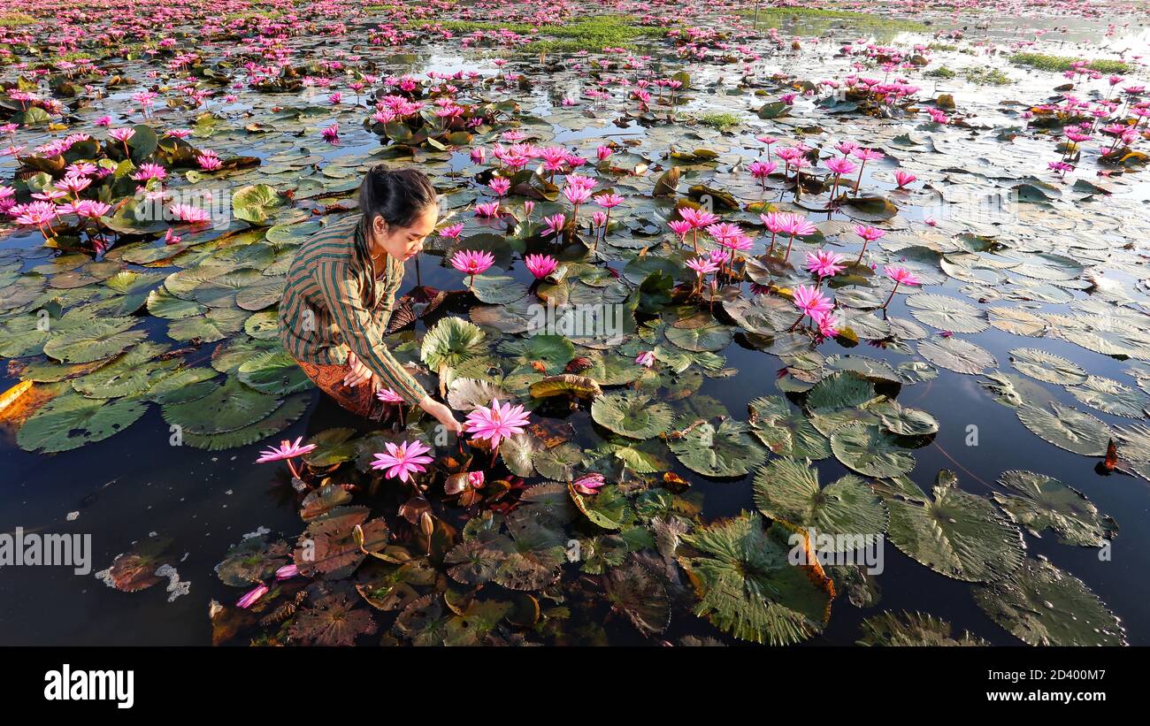 Picking Lotus Flower Stock Photo - Alamy