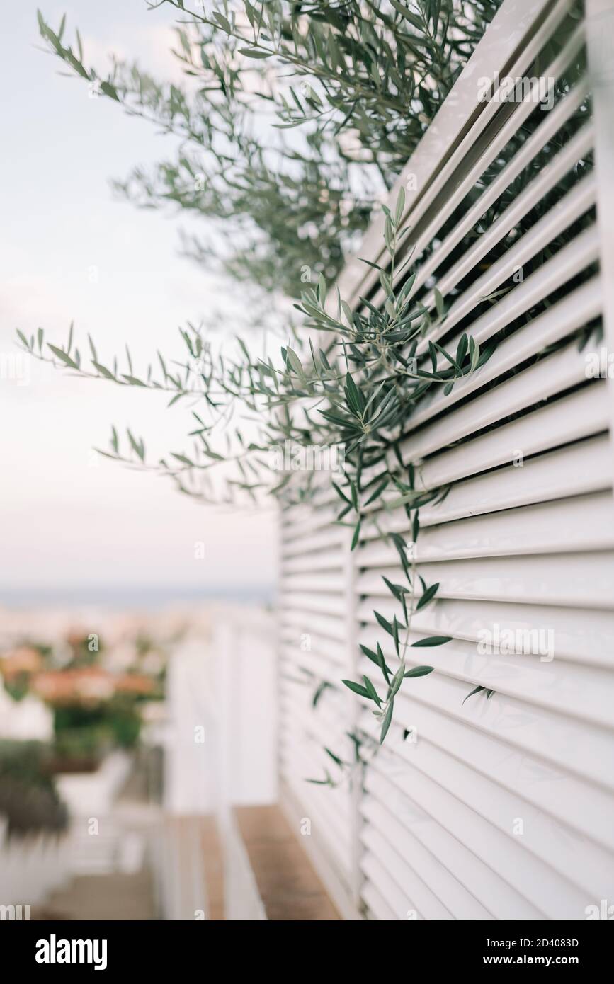 Olive tree view on the sea Stock Photo - Alamy