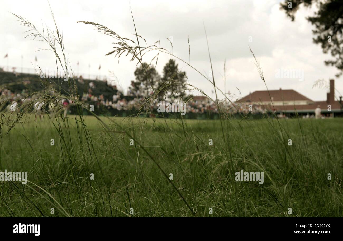 Rough fescue hi-res stock photography and images - Alamy