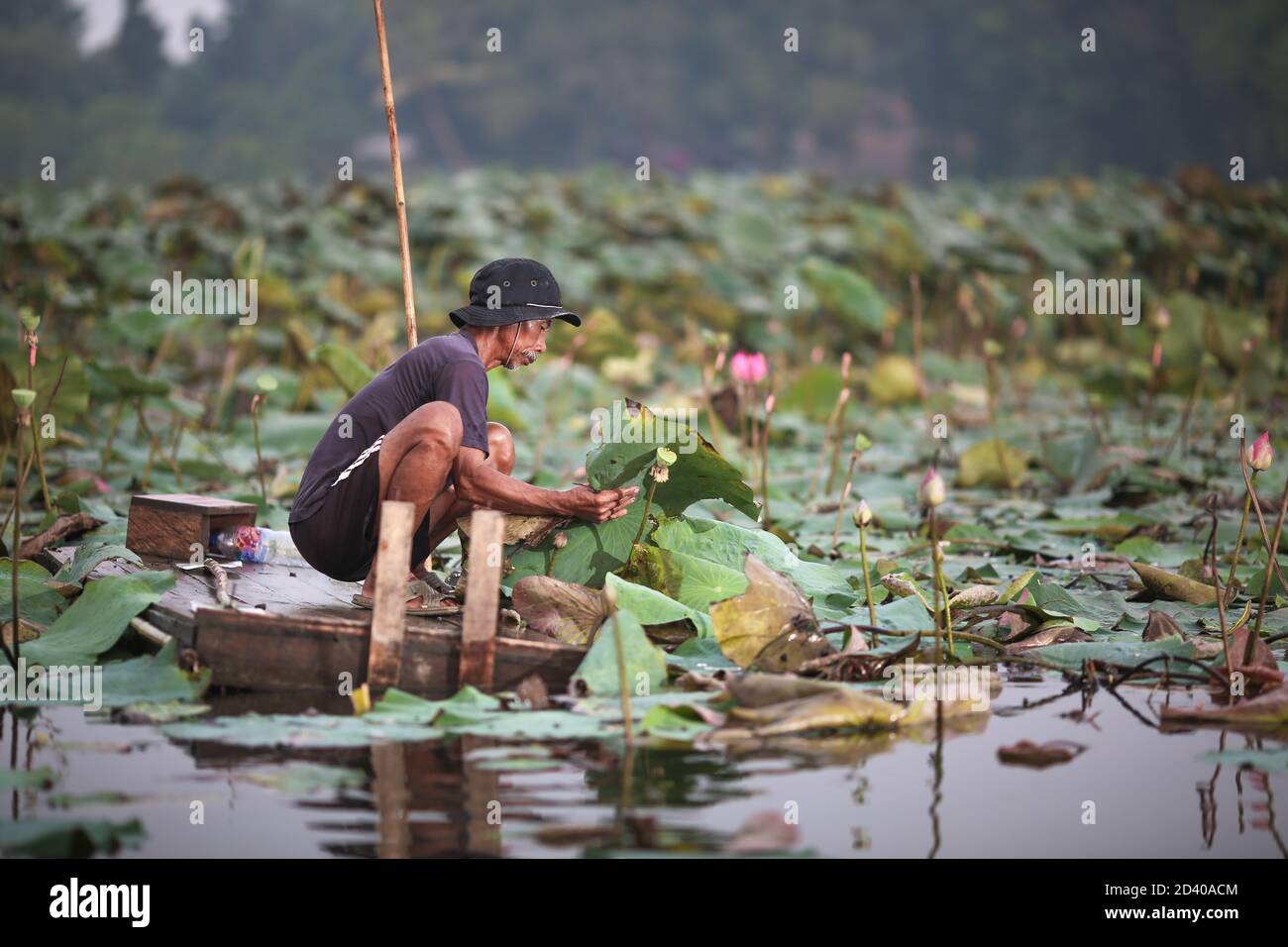 Picking Lotus Flower Stock Photo - Alamy