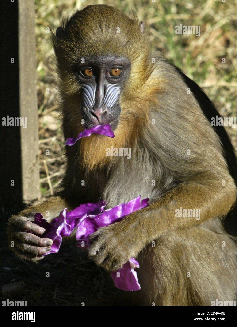 Mandrill from west africa hi-res stock photography and images - Alamy