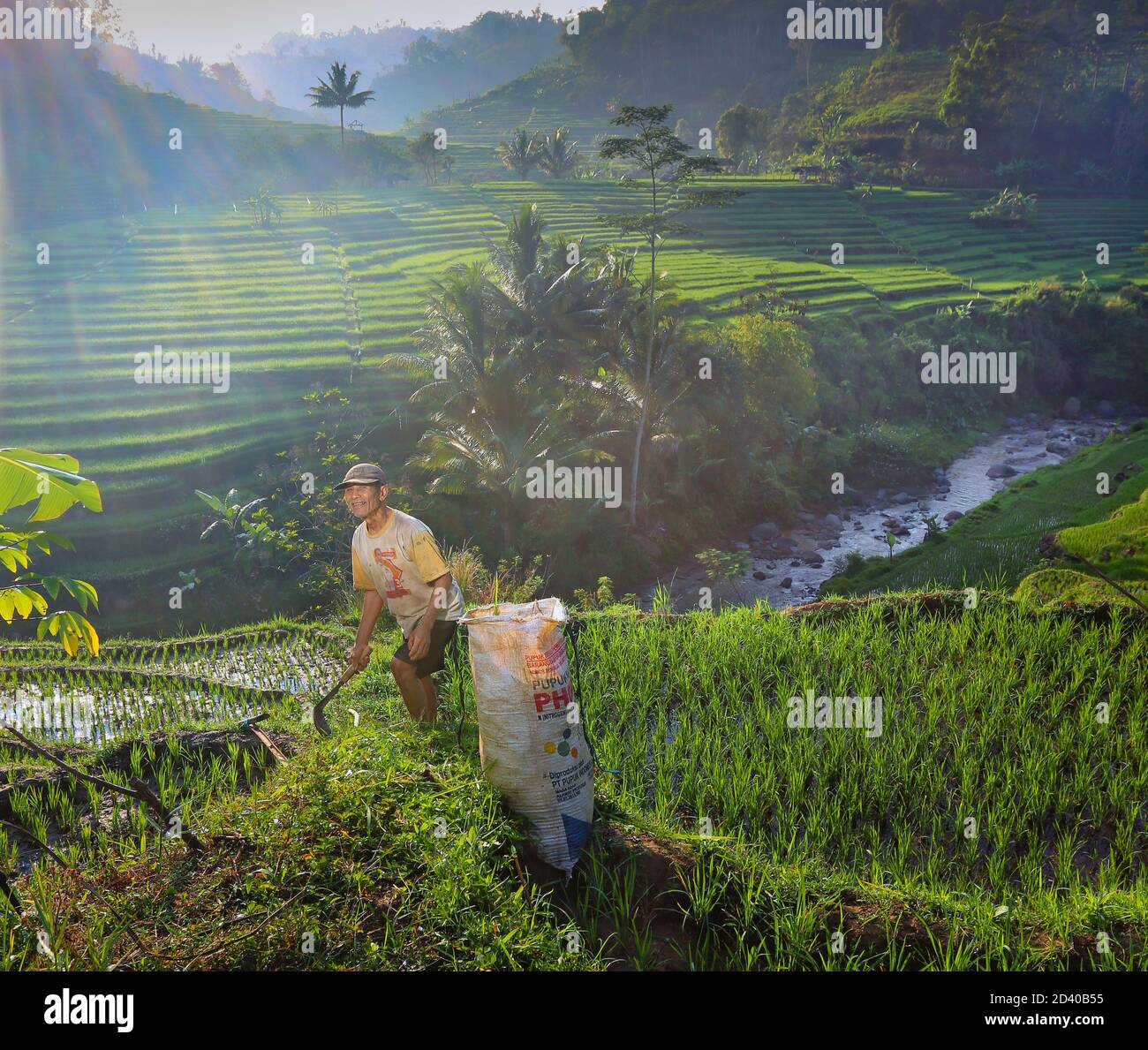man is picking grass at terraced paddy field Stock Photo - Alamy