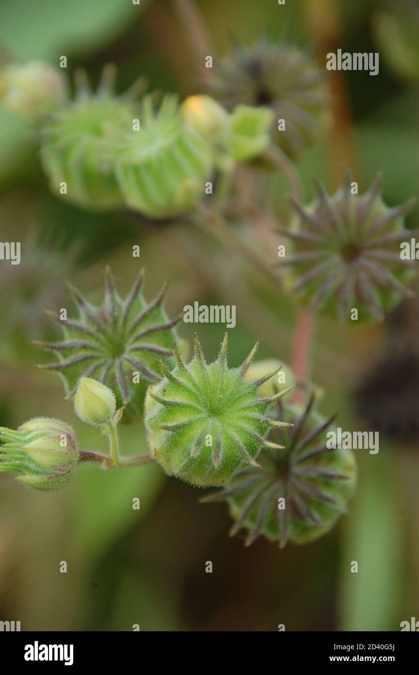 Close-up of buds, about to bloom, on a Velvetleaf plant, late summer ...