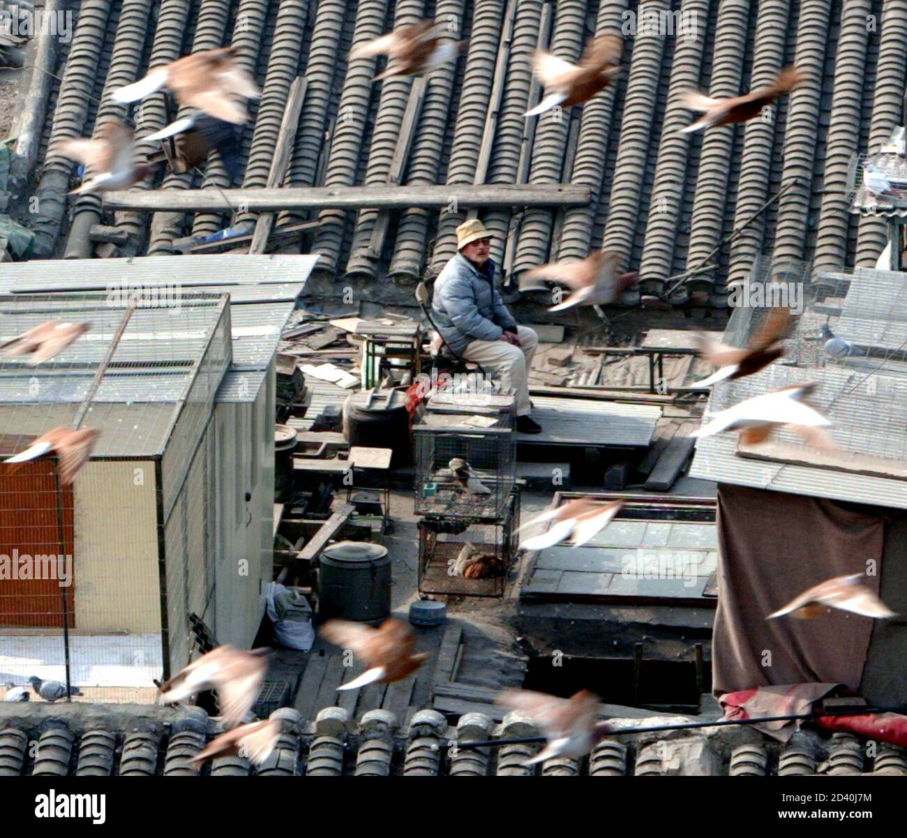 Culling pigeons hi-res stock photography and images - Alamy
