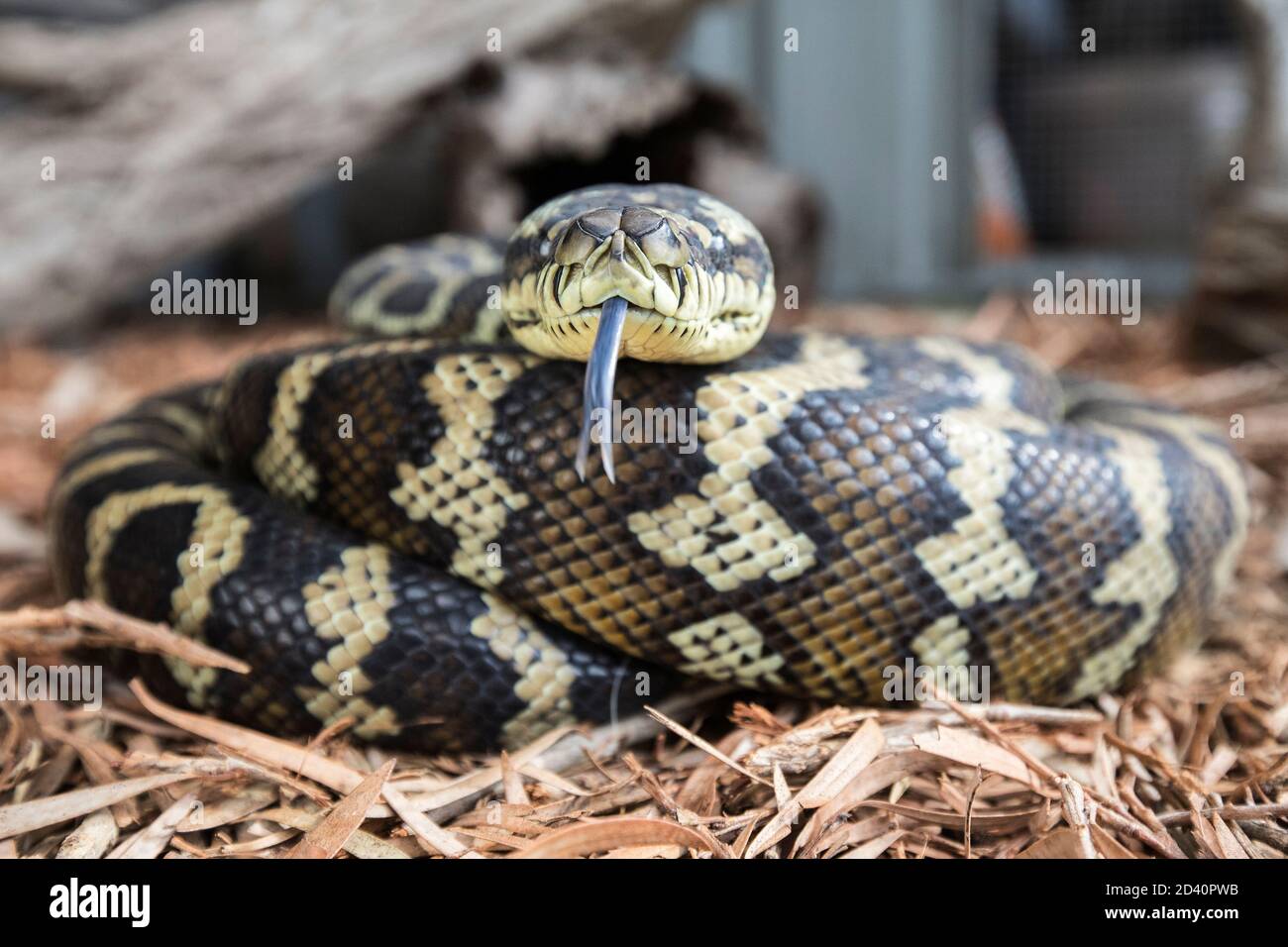 Australian Carpet Python flickering it's tongue Stock Photo - Alamy