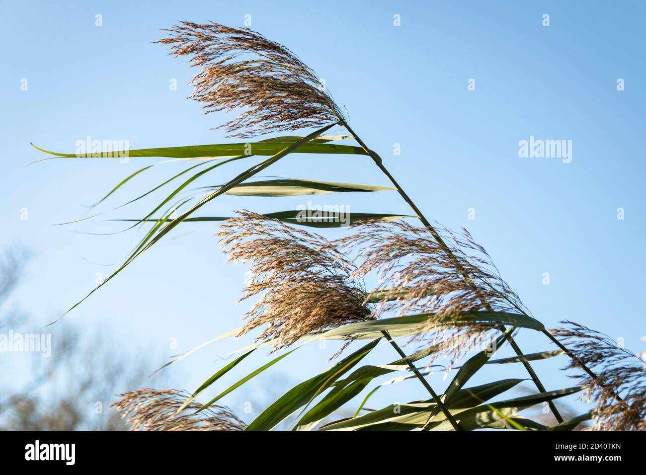 Perrenial common reed grass (Phragmites) and seed heads blowing in the ...