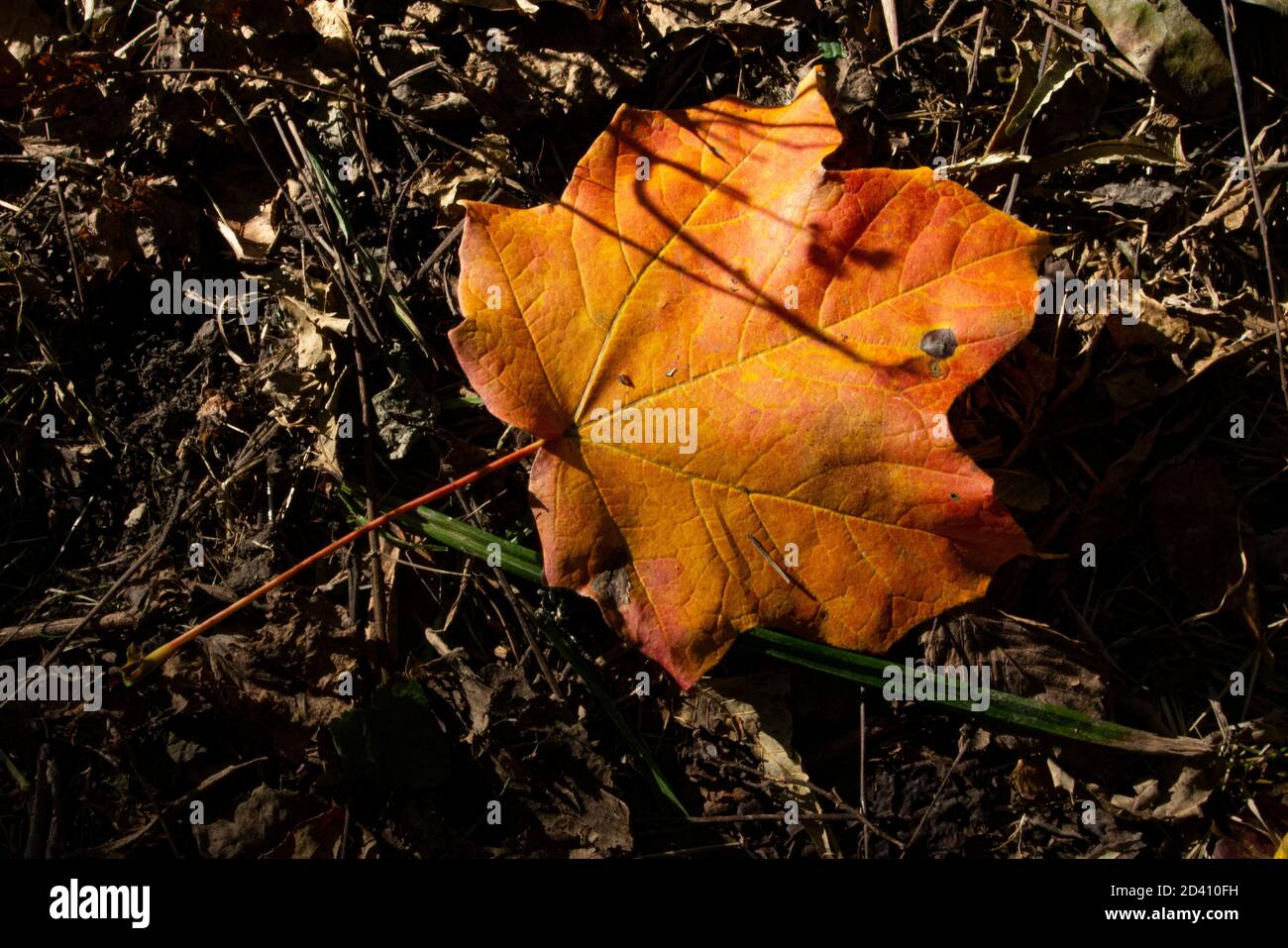 Photography of autumn leaf hi-res stock photography and images - Alamy
