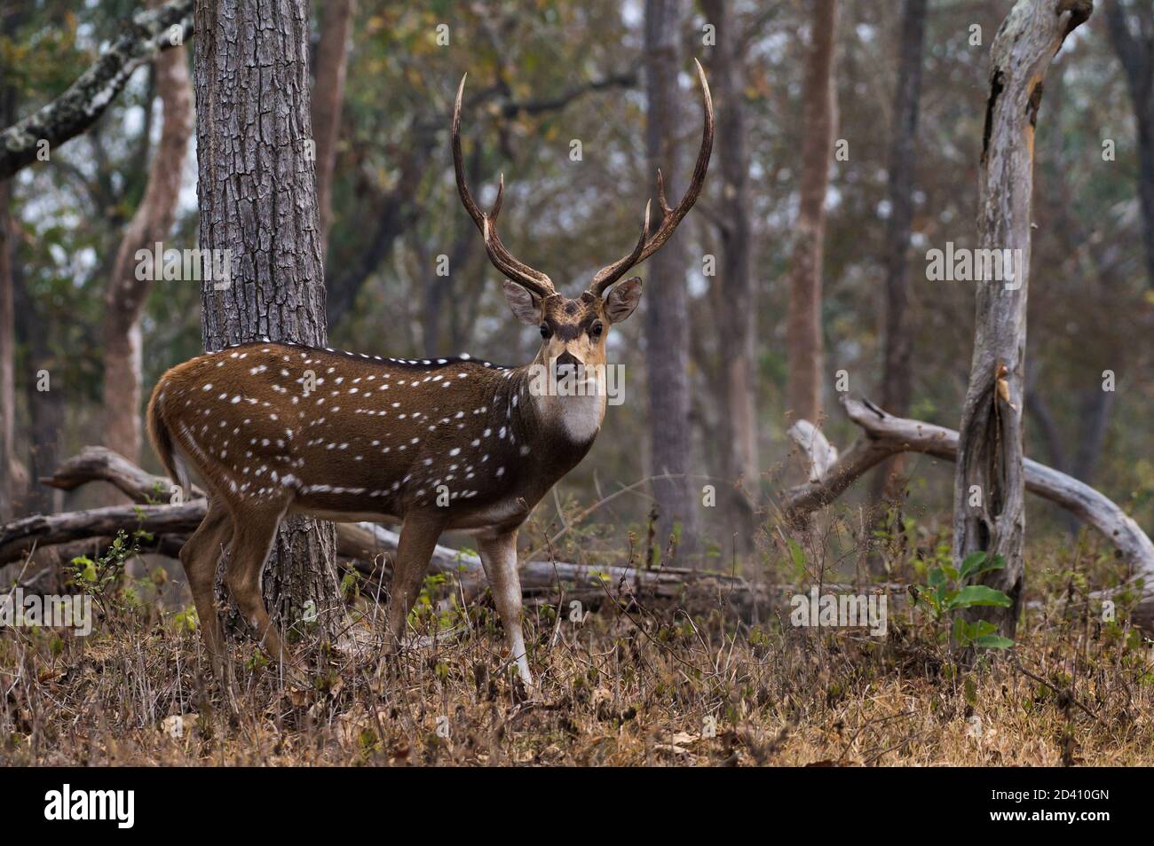 Closeup of Chital in Mudumalai National Park in India Stock Photo - Alamy