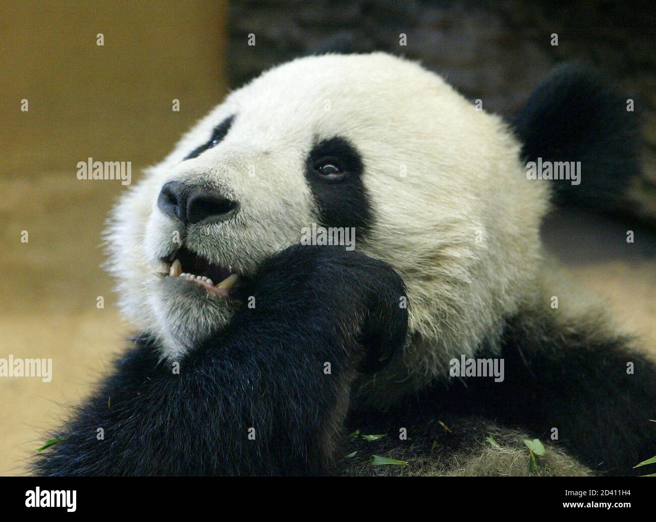 Male and female panda bamboo hi-res stock photography and images - Alamy