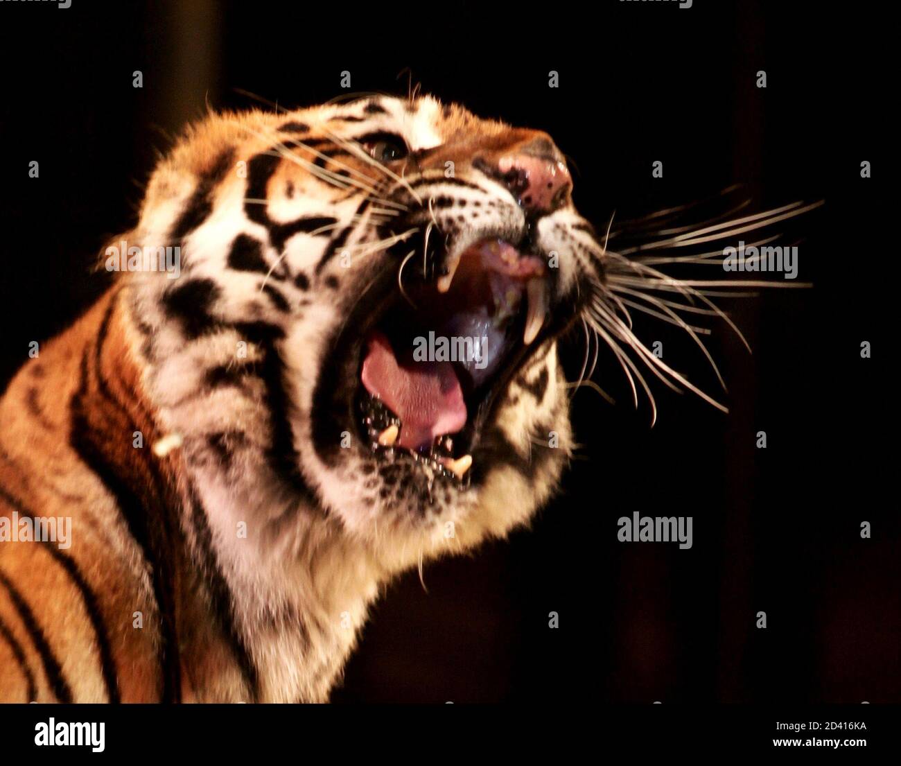 Bengalese hi-res stock photography and images - Alamy