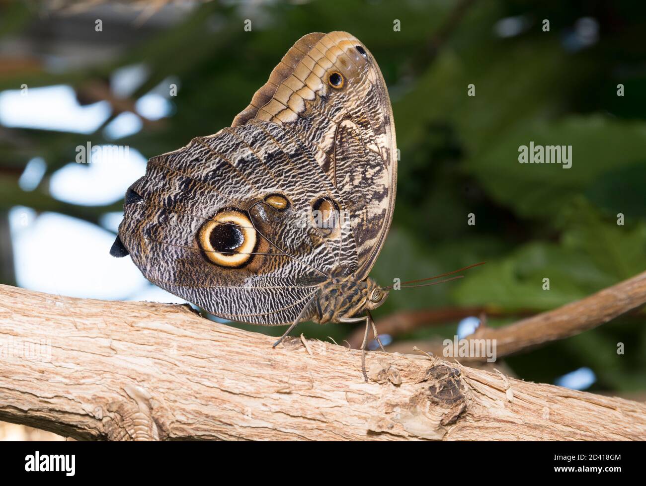 The Owl Butterfly is named for the giant spots resembling the eyes of ...