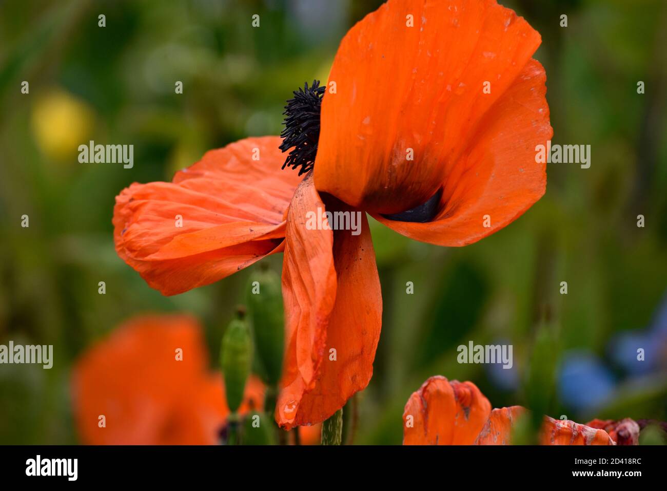 A wilting Red Poppy (Papaver rhoeasin) in Akureyri Botanical Garden ...