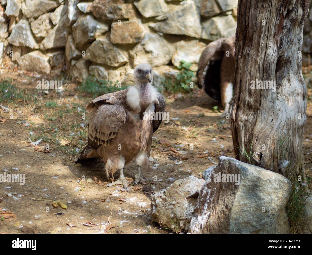 Gray vulture on the ground in the tree shadow Stock Photo - Alamy