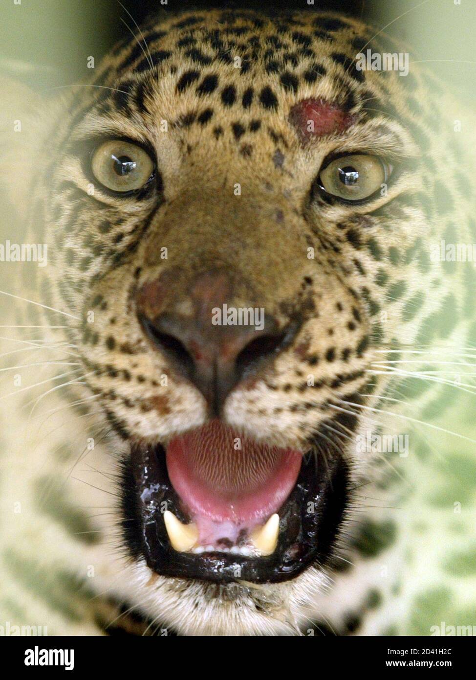 Leopards of india hi-res stock photography and images - Alamy