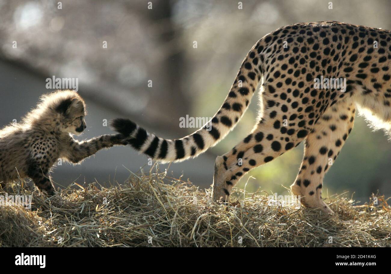 Cheetah cub pictures hi-res stock photography and images - Alamy