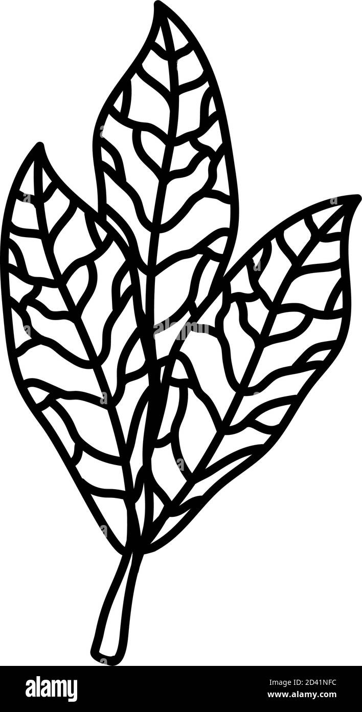 three leaves line style icon design of Natural floral nature and plant ...