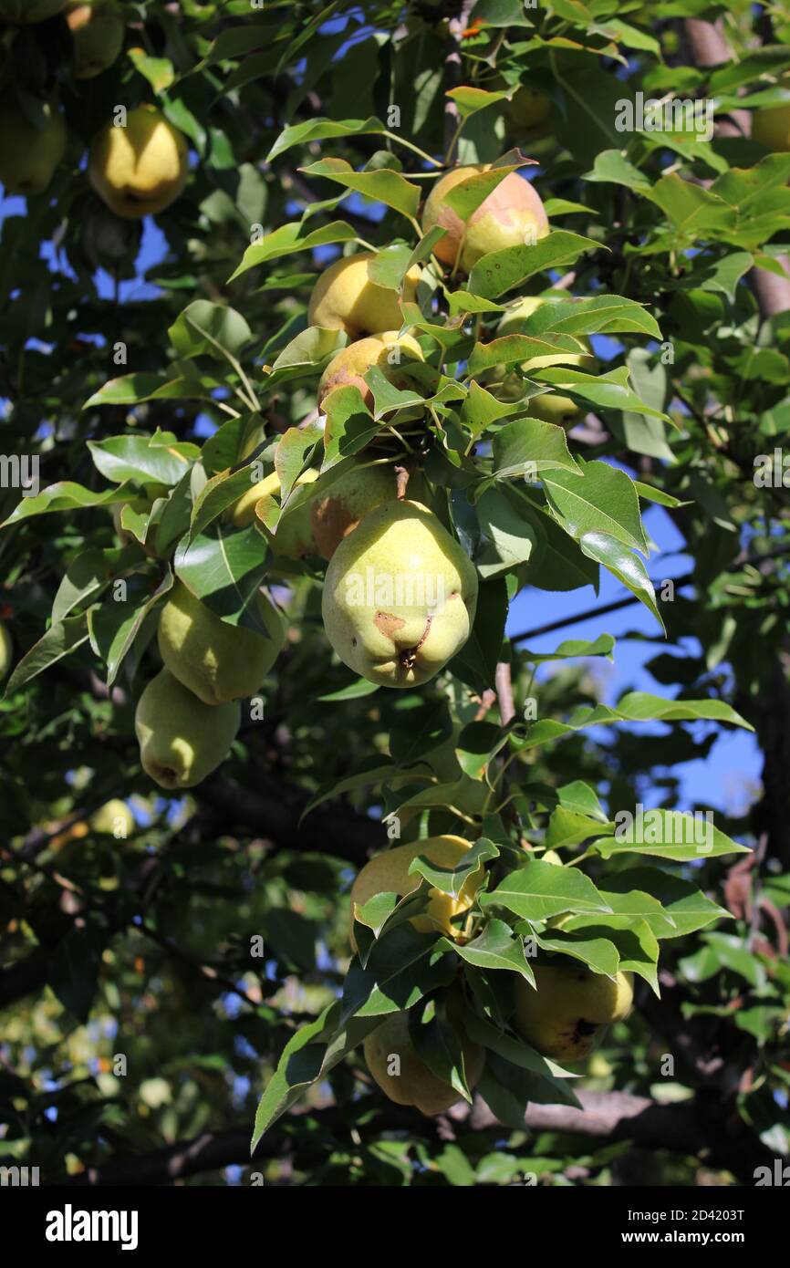 A pear tree growing in the backyard urban garden in Chicago, Illinois ...