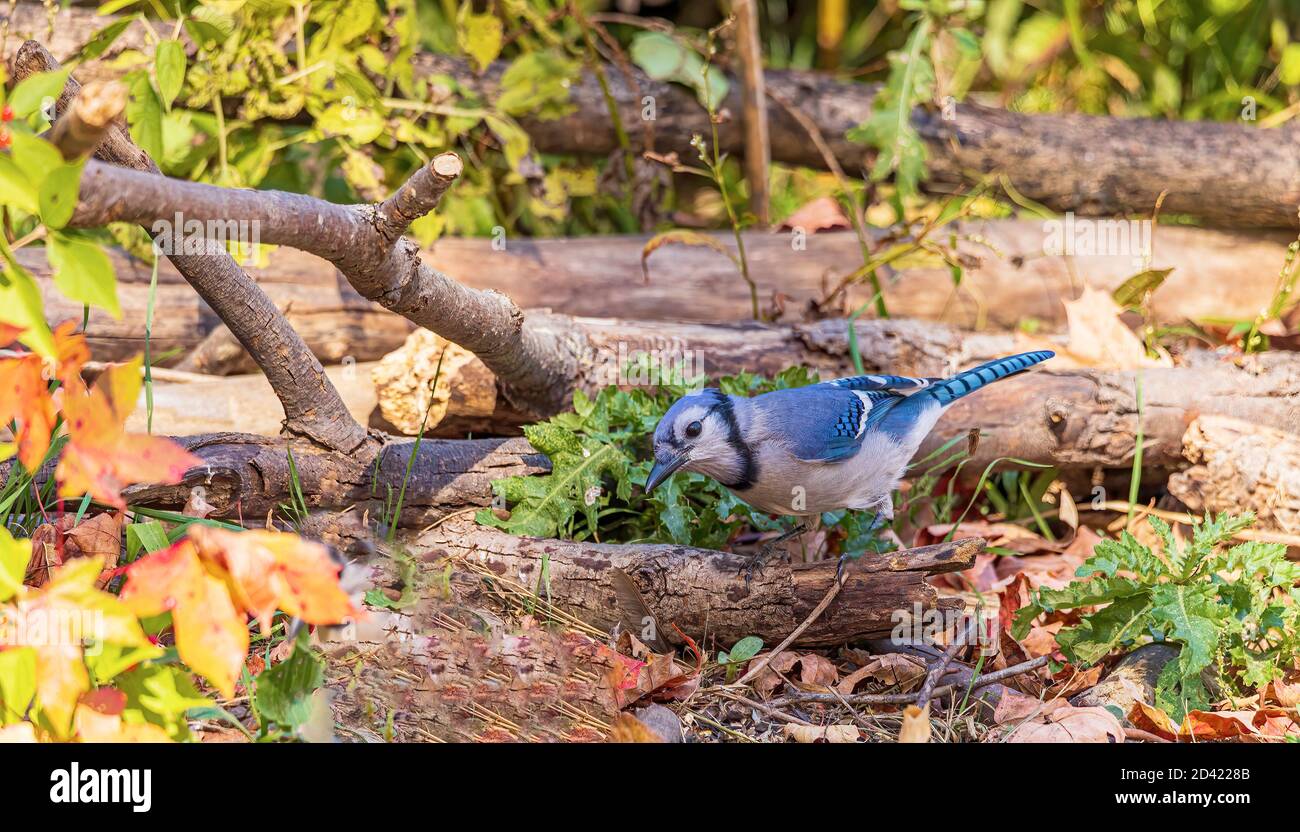 Jay in the forest hi-res stock photography and images - Alamy