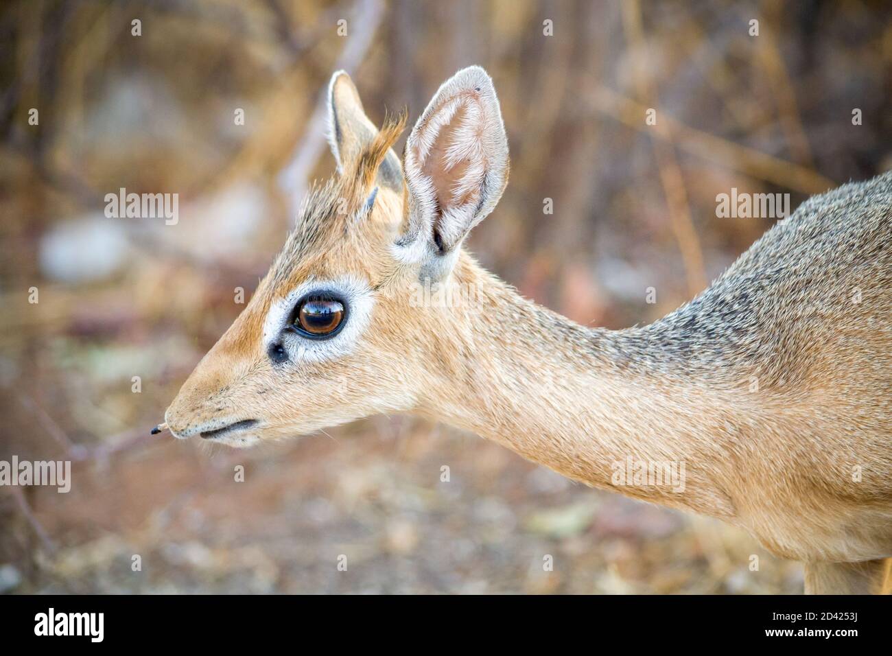 Dik-dik close-up: small antelope in the genus Madoqua that live in the ...