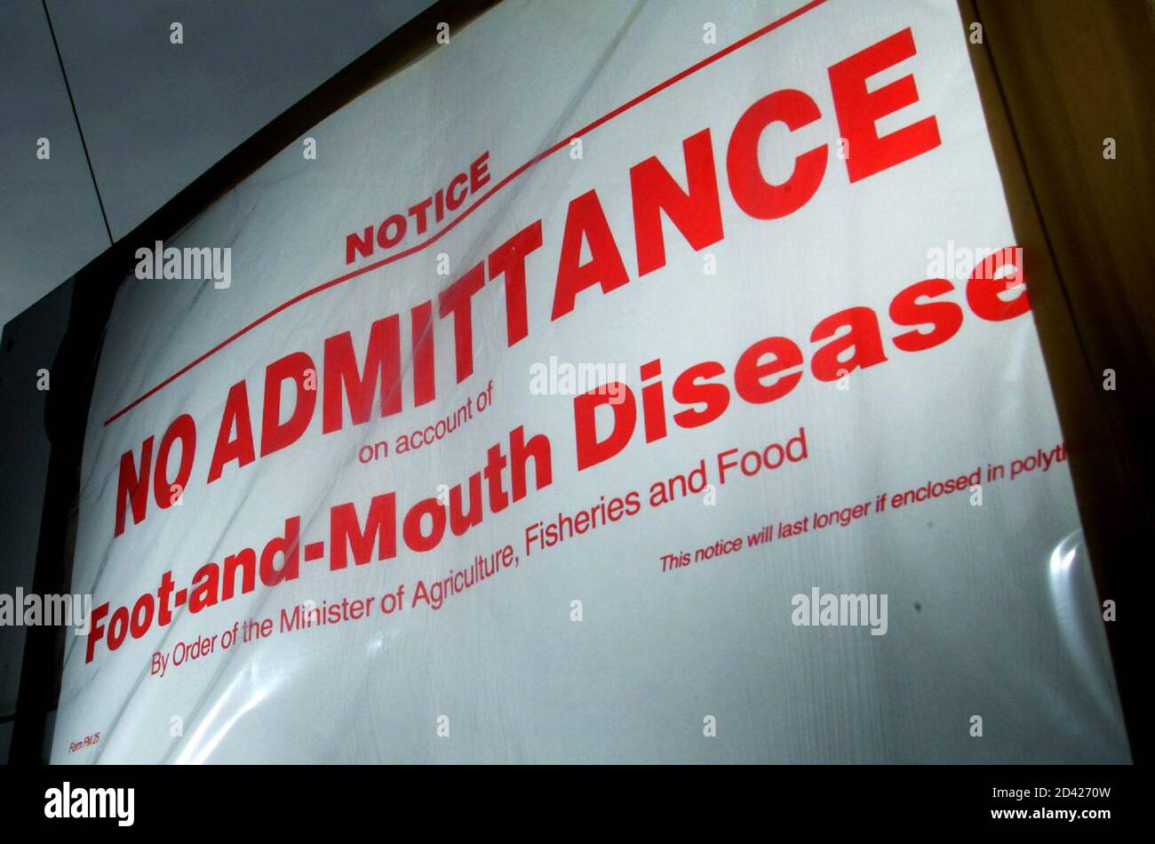 Foot and mouth disease 2001 pigs hi-res stock photography and images ...