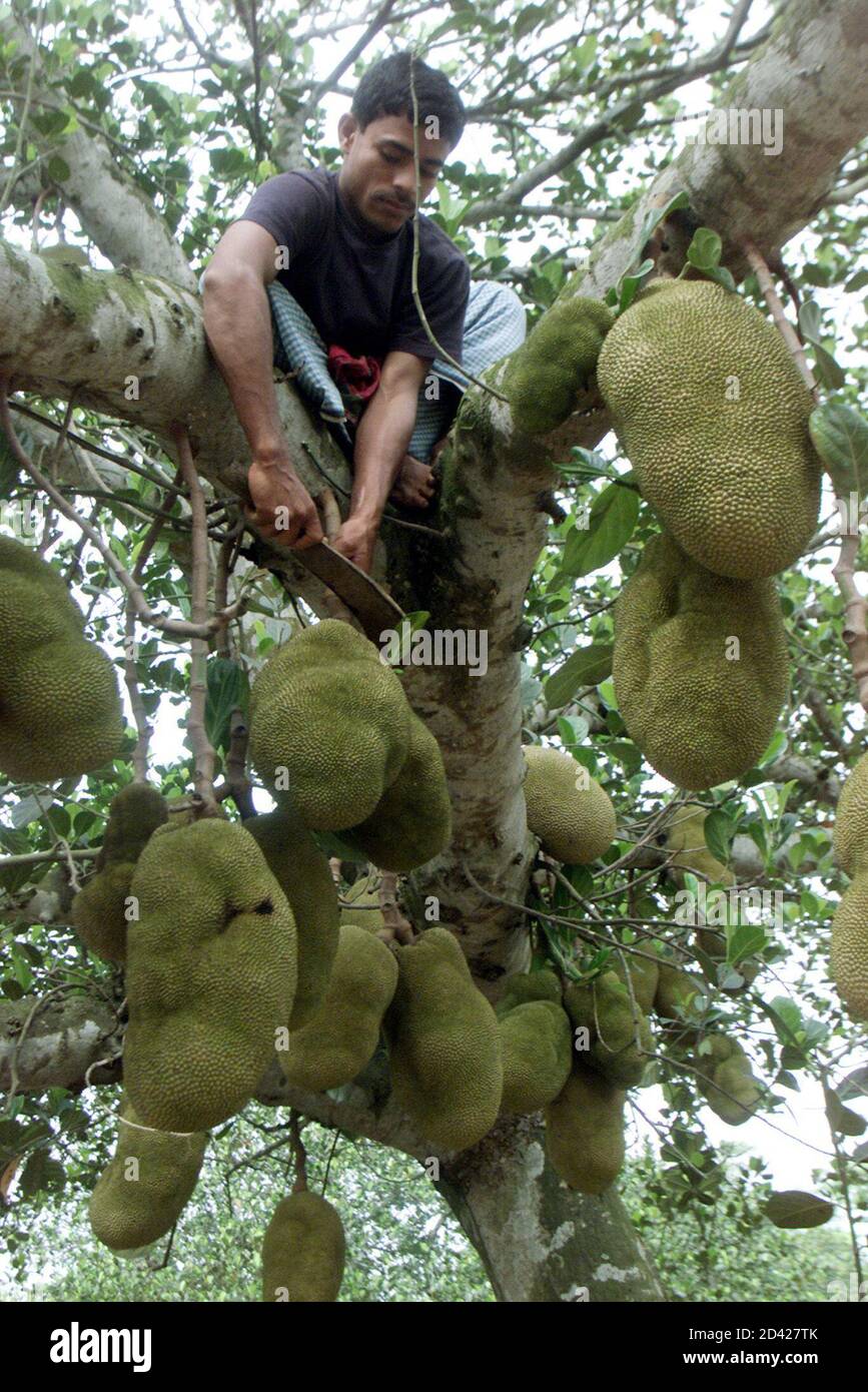 Bangladeshi national fruit High Resolution Stock Photography and Images ...