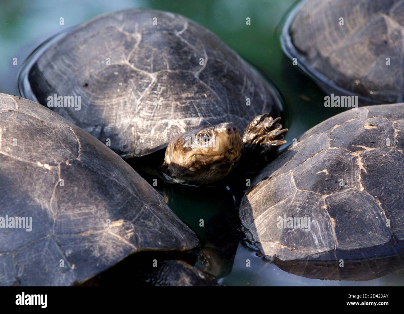 Turtles of asia hi-res stock photography and images - Alamy