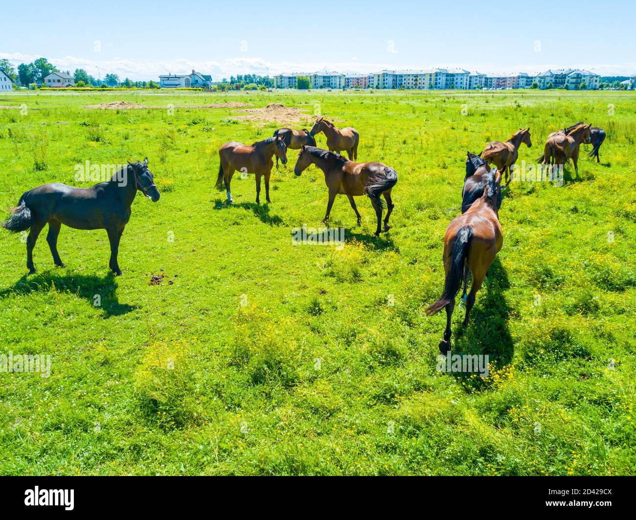 Aerial view of the beautiful horses in the green fields in Latvia Stock ...