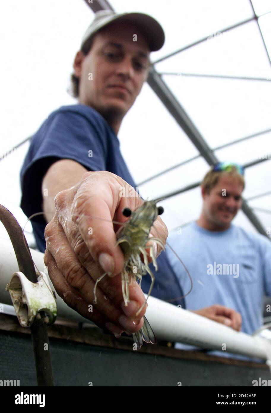 Marine shrimp farms hi-res stock photography and images - Alamy