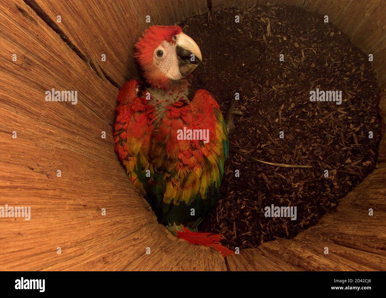 Scarlet Macaw Nest High Resolution Stock Photography and Images - Alamy