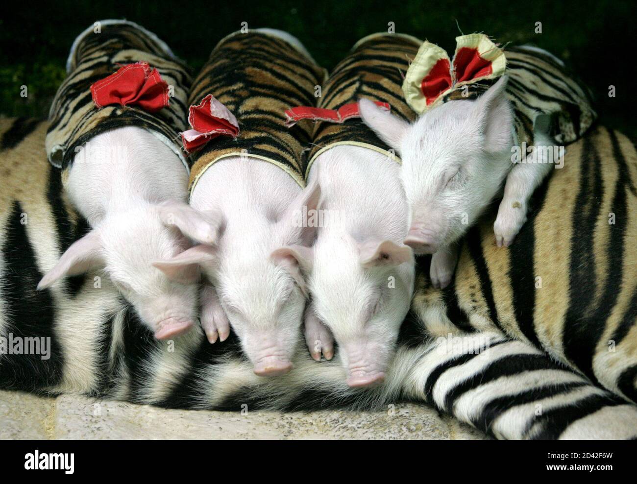 Wild animals live together hi-res stock photography and images - Alamy