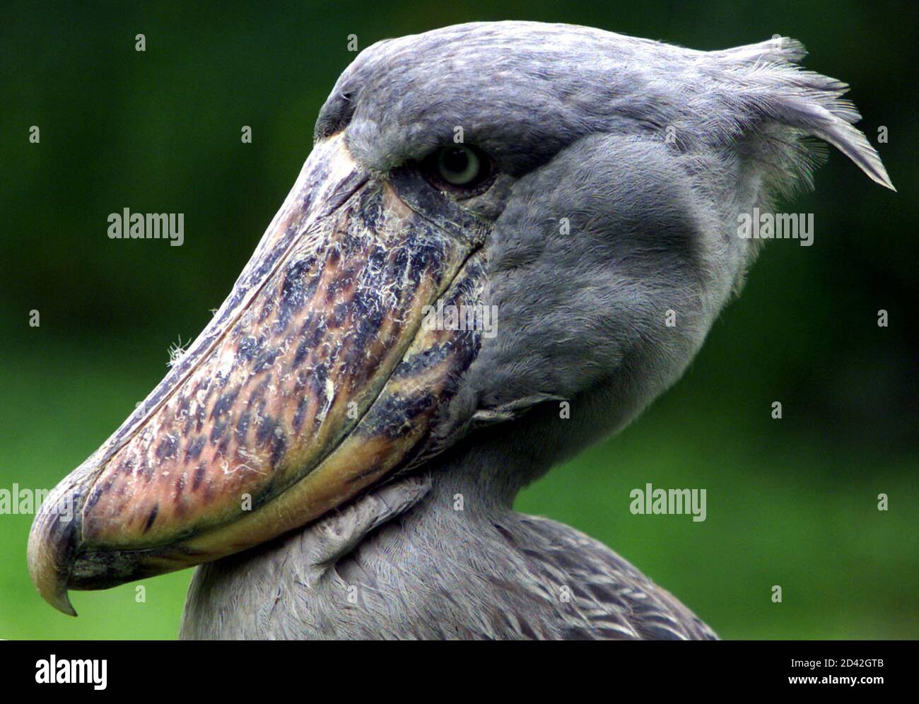 Prehistoric looking bird hi-res stock photography and images - Alamy
