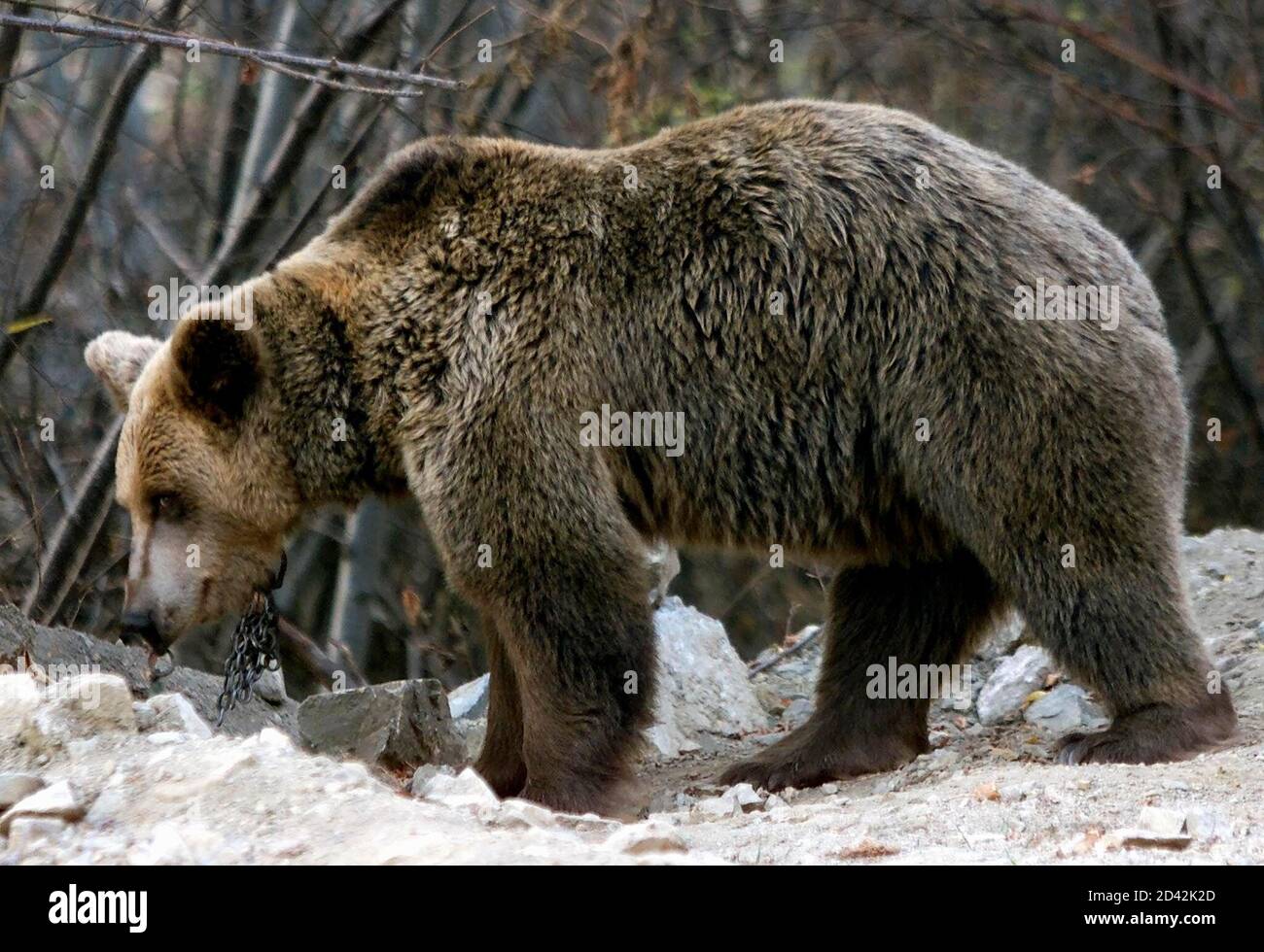 Bear reservation hi-res stock photography and images - Alamy