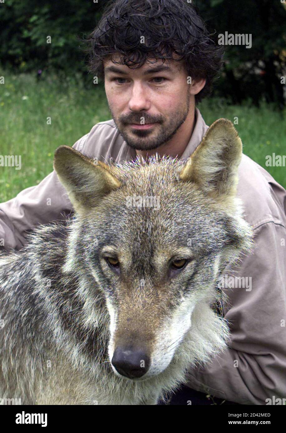 Romanian wolves hi-res stock photography and images - Alamy