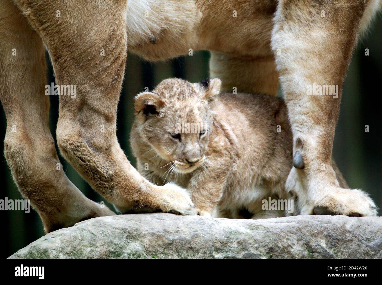 Lions legs hi-res stock photography and images - Alamy