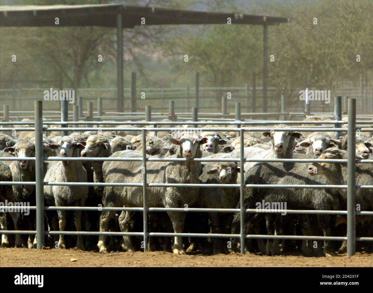 Eritrea australia hi-res stock photography and images - Alamy