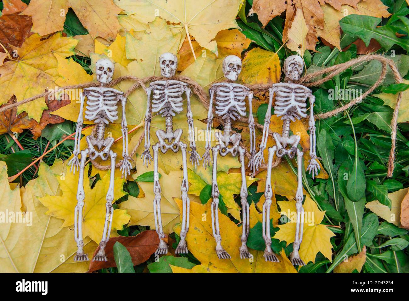 Four fake skeletons laying on the yellow autumn leaves and grass ...