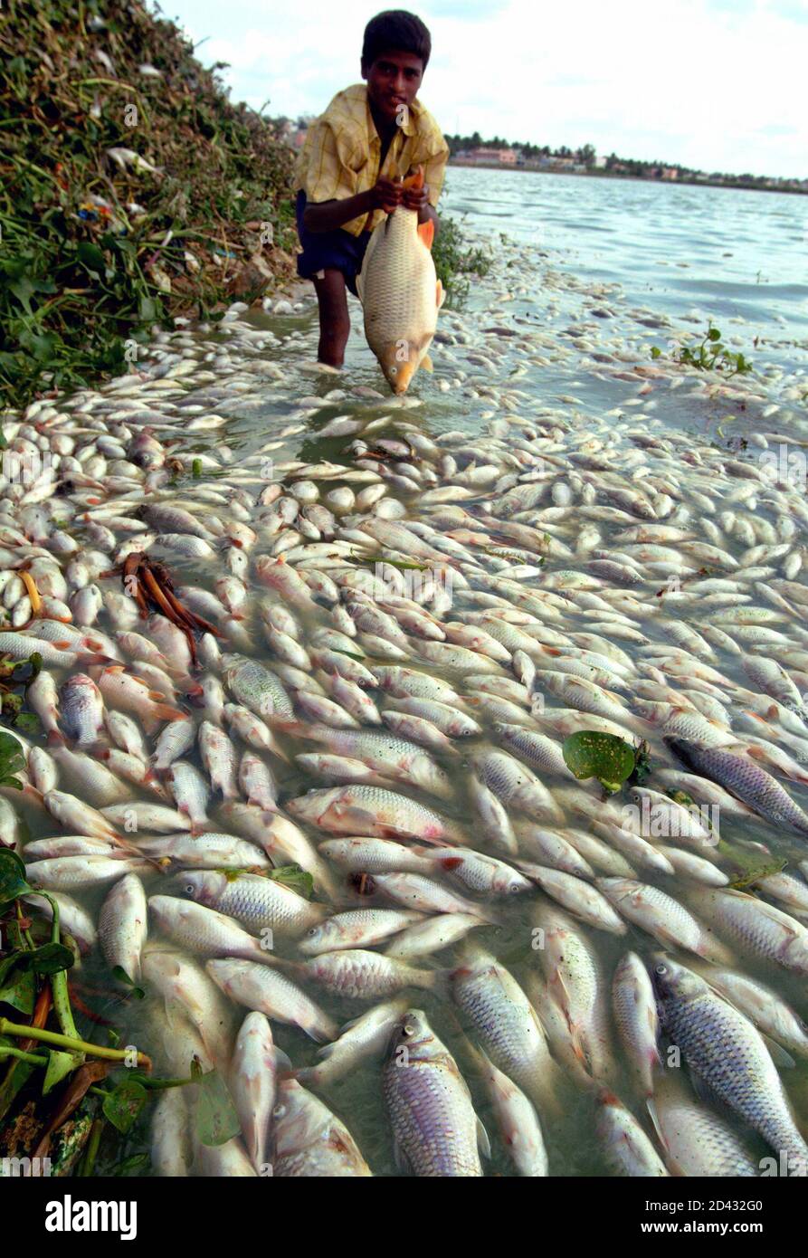Dead fish due to water pollution hi-res stock photography and images ...