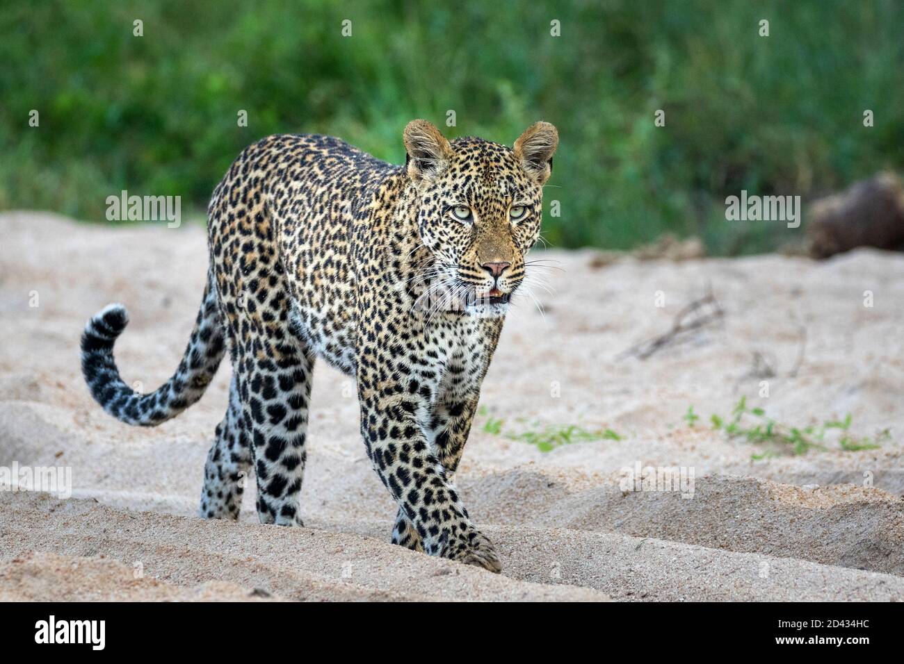 Leopard walking in sandy riverbed with green bush in the background in ...