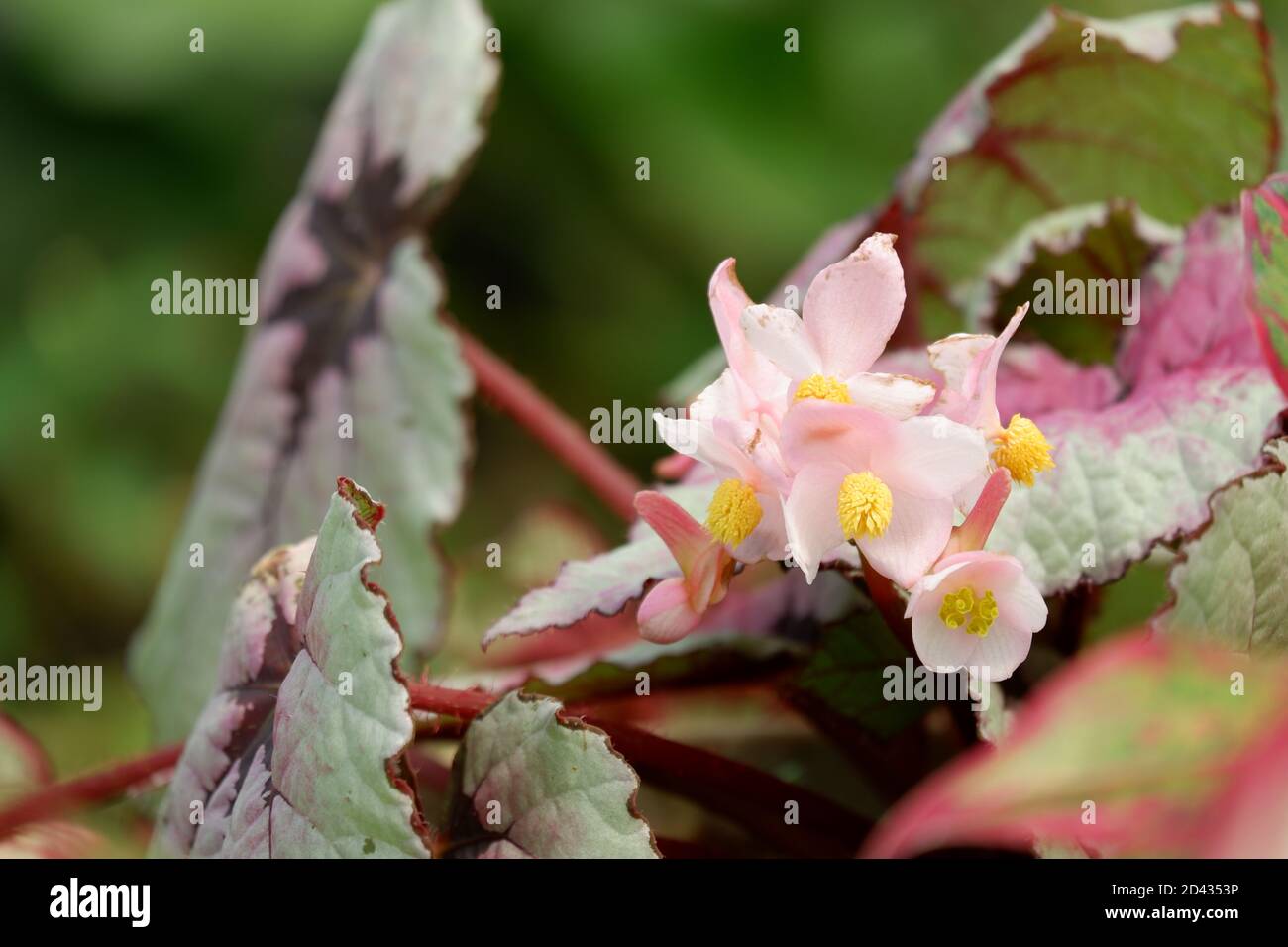 Rex Begonia / painted leaf begonia is a tropical perennial multicolored ...