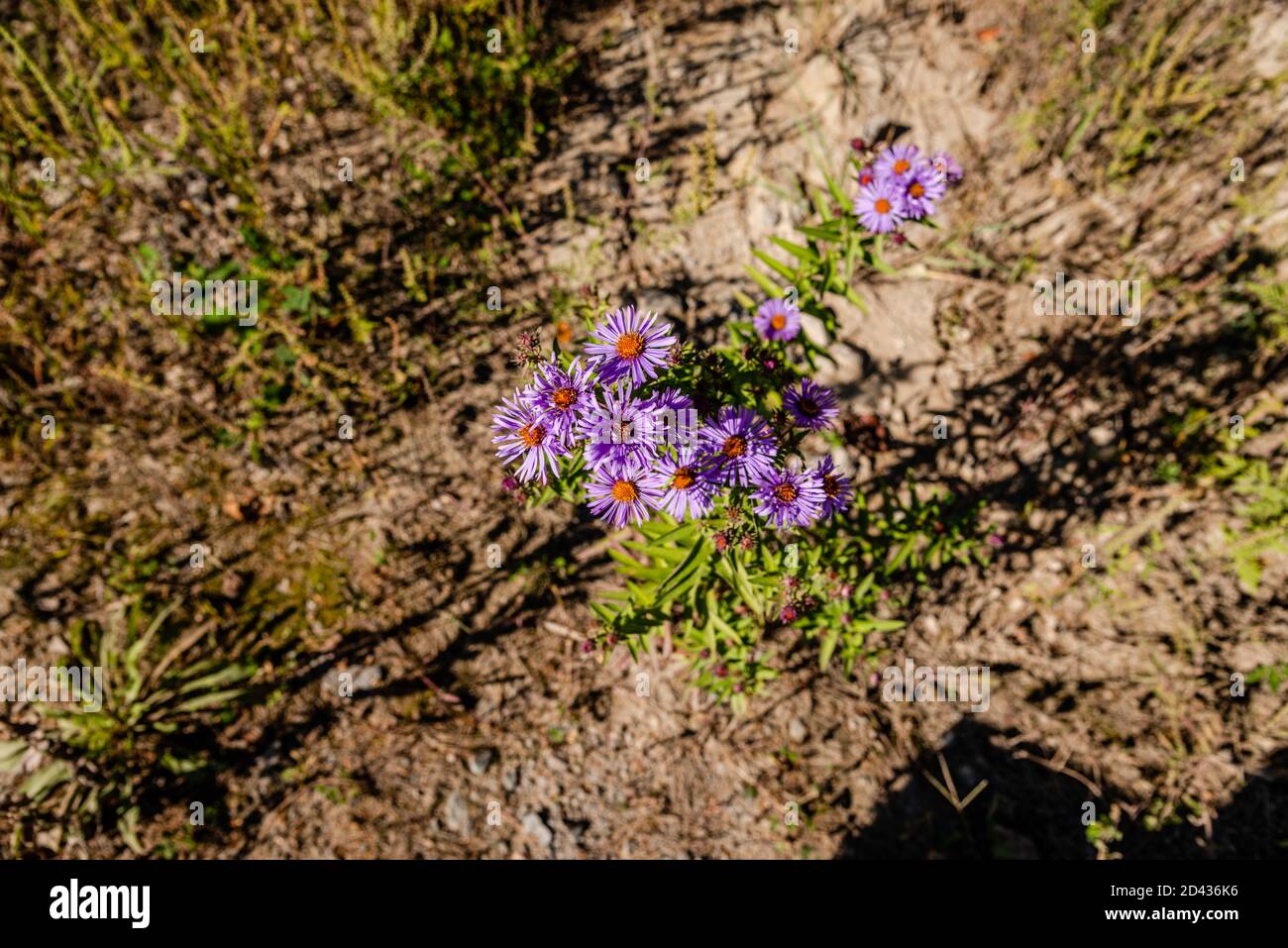 Wild asters hi-res stock photography and images - Alamy