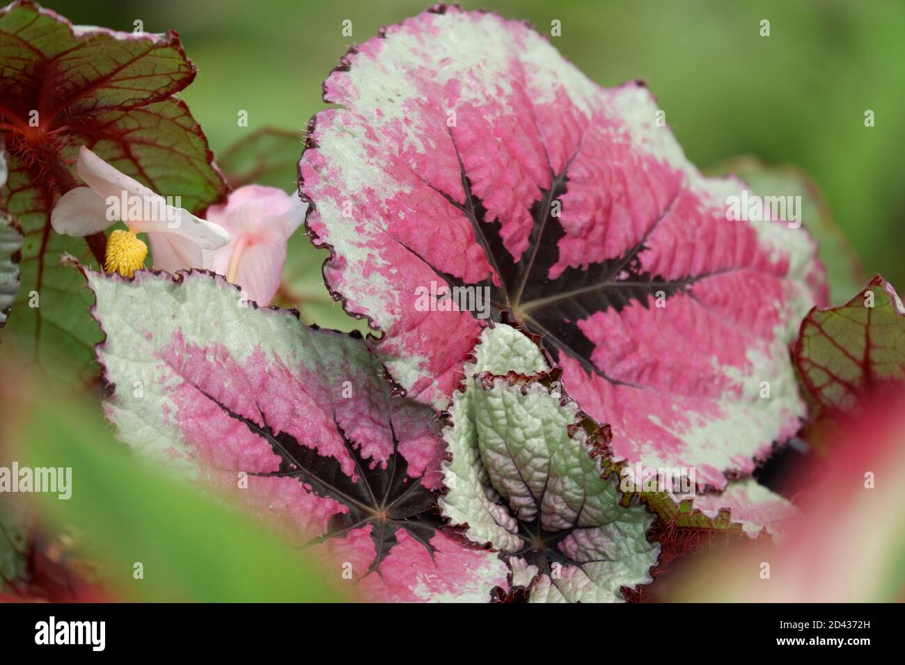 Rex Begonia / painted leaf begonia is a tropical perennial multicolored ...